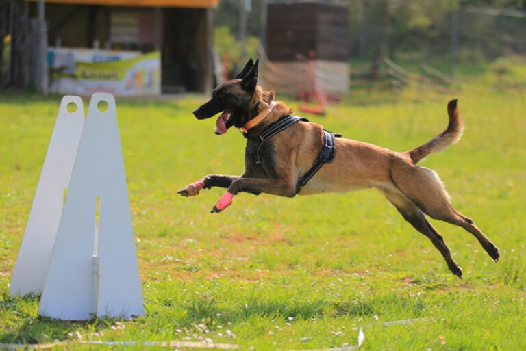 Flyball for Dogs 101: Info, Guide & How to Get Started | Hepper Pet ...