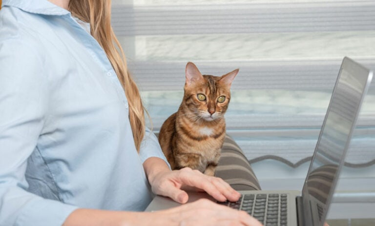 How to Surrender a Cat: Critical Steps You Need to Know | Hepper Pet ...