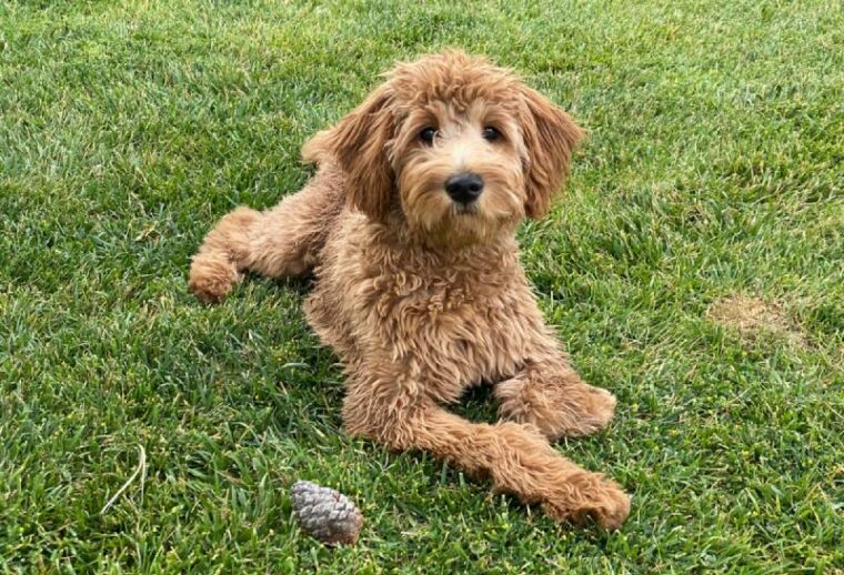 100+ Goldendoodle Dog Names: Ideas for Playful & Friendly Dogs | Hepper ...