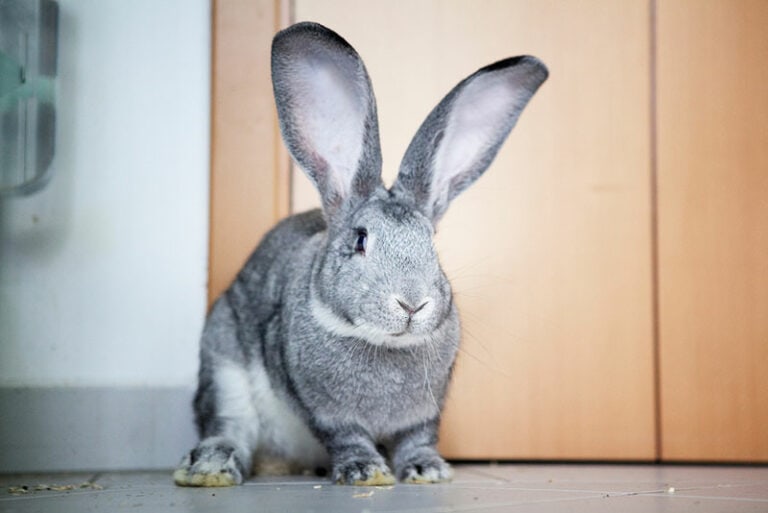 When Do Rabbits Stop Growing? Vet-Reviewed Life Stages & Size Guide ...