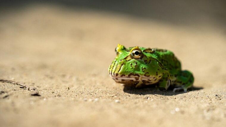 Are Frogs Cold-Blooded? Vet-Approved Facts & FAQ | Hepper Pet Resources