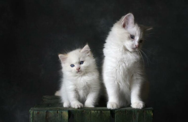 How Can Cats Have Different Colored Kittens? Vet Approved Facts & FAQ ...