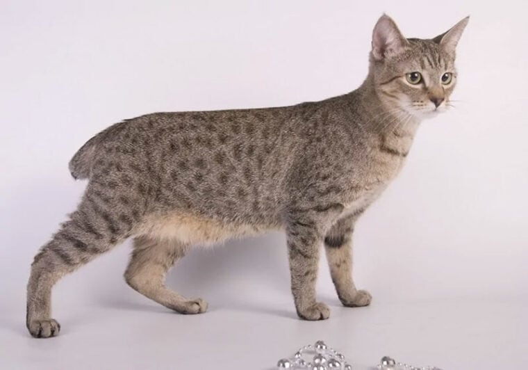 15 Cats With Curly Tails (With Info & Pictures) | Hepper Pet Resources