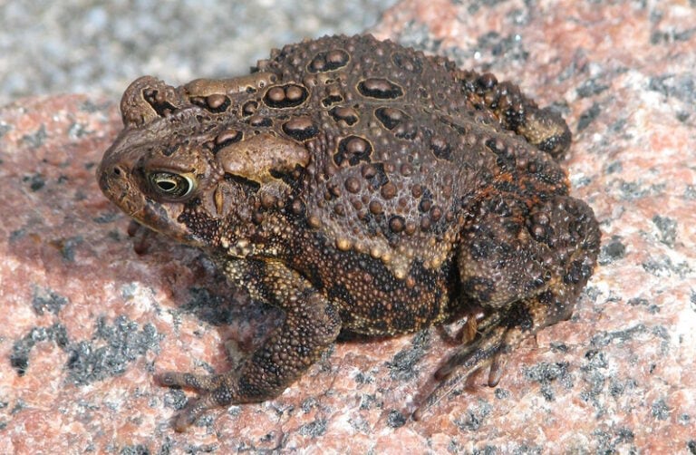 16 Facts About Toads: Appearance, Origin, Singing & More | Hepper Pet ...