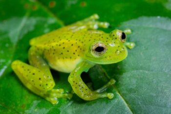 12 Glass Frog Facts (With Pictures) | Hepper Pet Resources