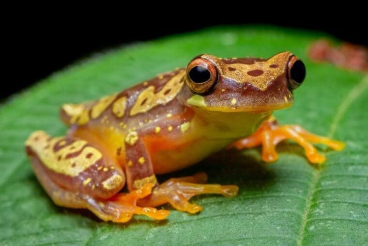 12 Glass Frog Facts (With Pictures) | Hepper Pet Resources