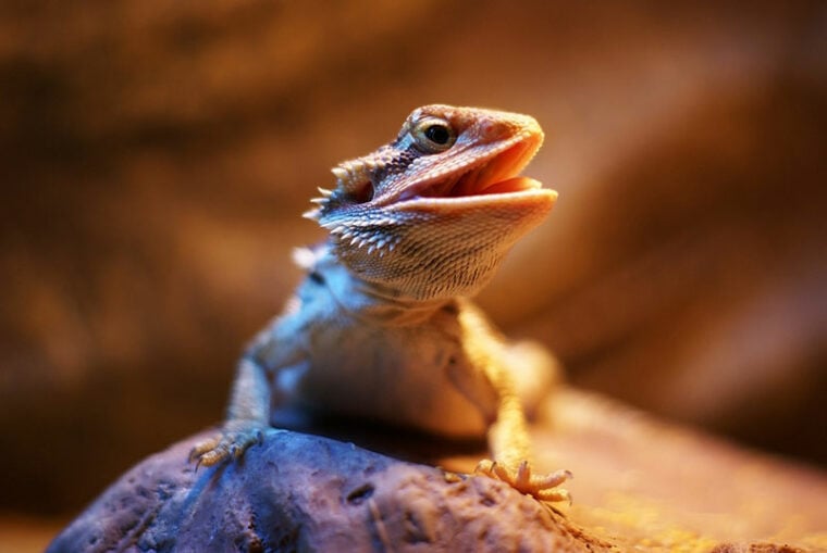 Bearded Dragon vs Leopard Gecko: The Key Differences (With Pictures ...