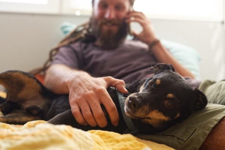 10 Calm Songs for Dogs to Relax Your Furry Friend (With Videos ...