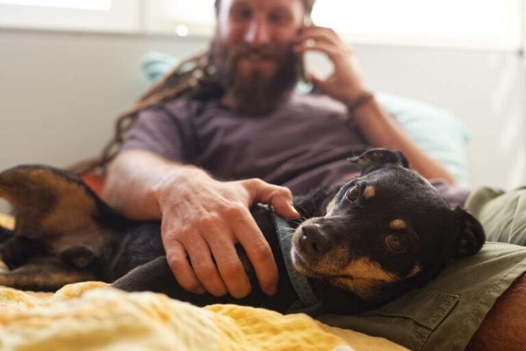 10 Calm Songs for Dogs to Relax Your Furry Friend (With Videos ...