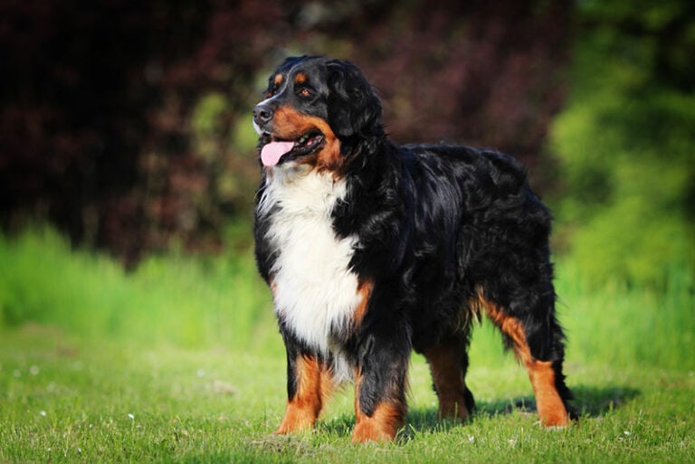 18 Black & Tan Dog Breeds: Info, Pictures, Facts & History | Hepper Pet ...