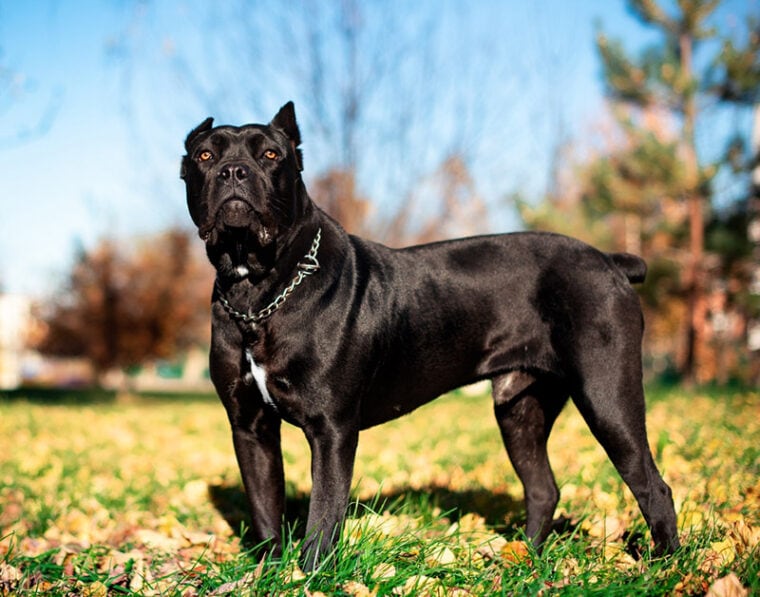 20 Best Guard Dogs: Breeds That Will Protect Your Family (With Pictures ...