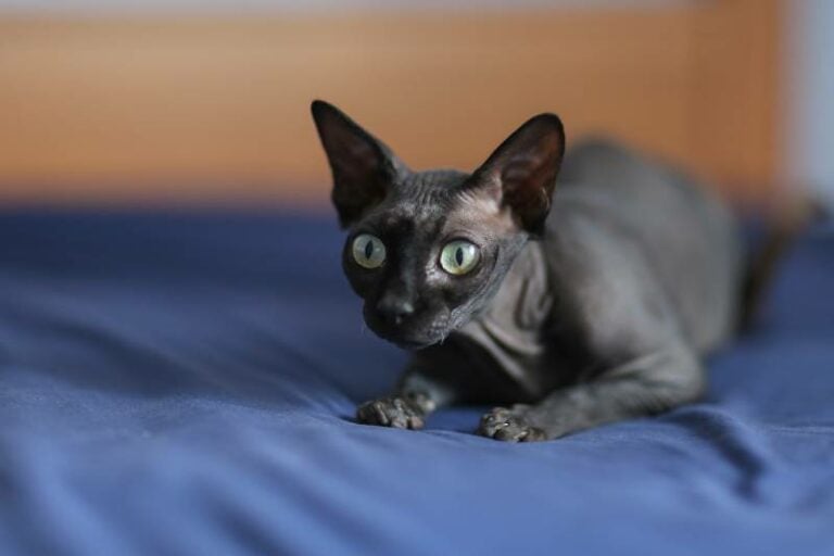 12 Surprising Sphynx Cat Facts | Hepper Pet Resources