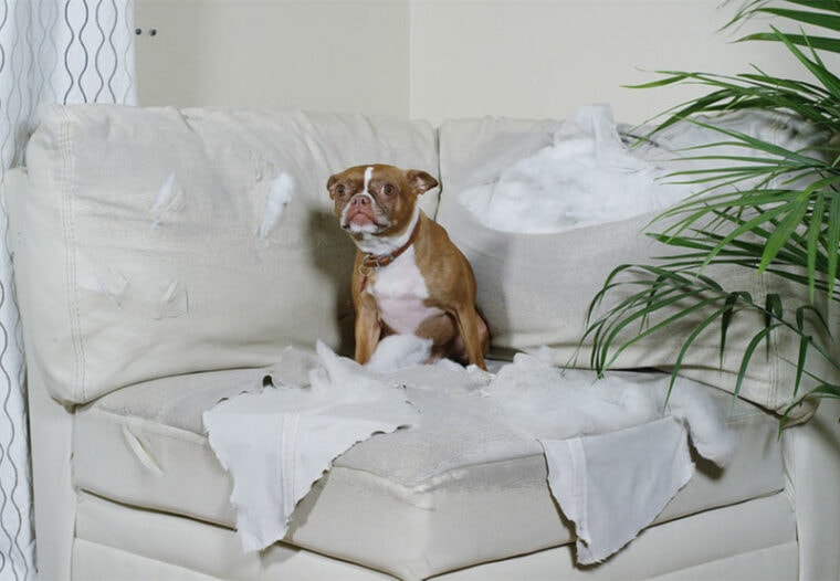 How to Stop a Dog from Chewing Furniture: 10 Simple Tricks | Hepper Pet ...