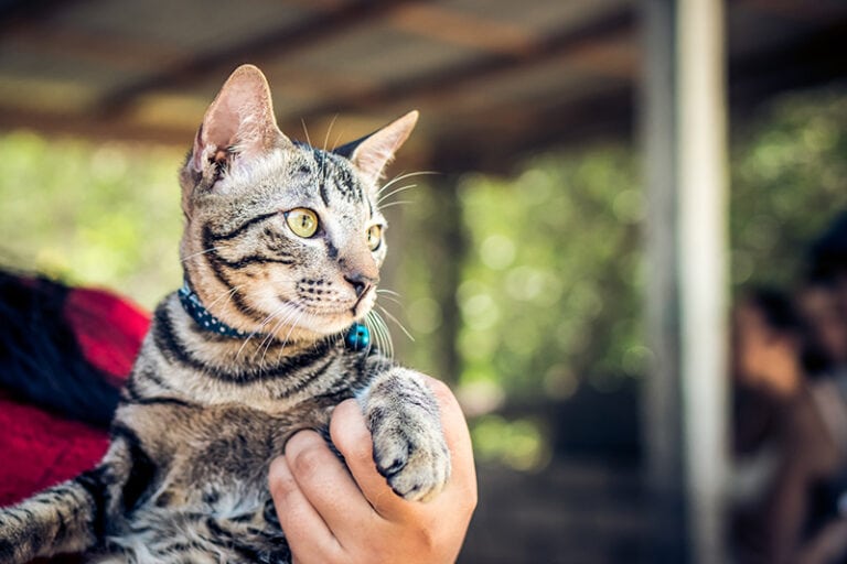 How to Foster a Cat: Complete Vet-Approved Guide | Hepper Pet Resources