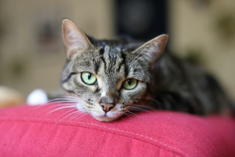 Do Cats Fart? Feline Flatulence Explained | Hepper Pet Resources