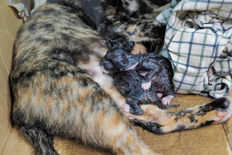 How to Help a Cat Give Birth: Vet-Verified Facts to Consider | Hepper ...