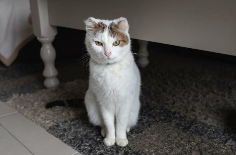 Ear Cancer in Cats: Signs, Causes, Treatments & FAQ (Vet Answer ...