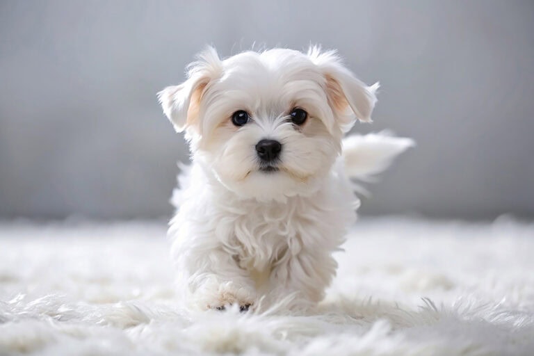 20 White Dog Breeds: Small, Big, Fluffy, & More (With Info & Pictures ...