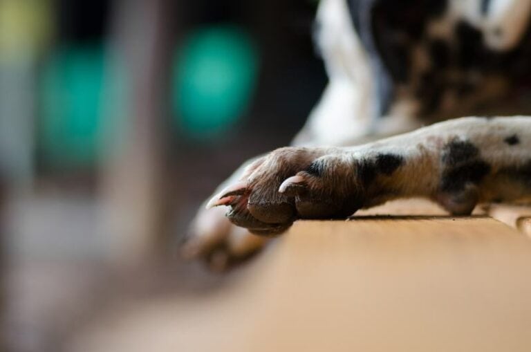 Can Lost Dogs Find Their Way Home? What Science Says | Hepper Pet Resources