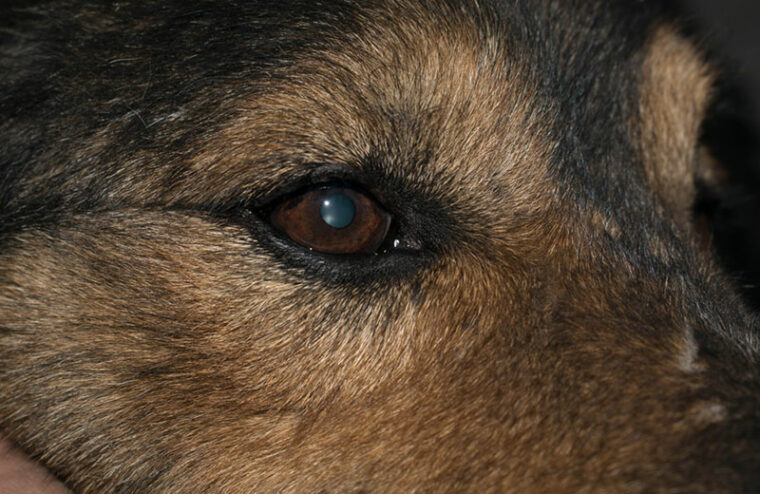 Why Are My Dog’s Eyes Red? 13 Vet Reviewed Reasons & What To Do ...
