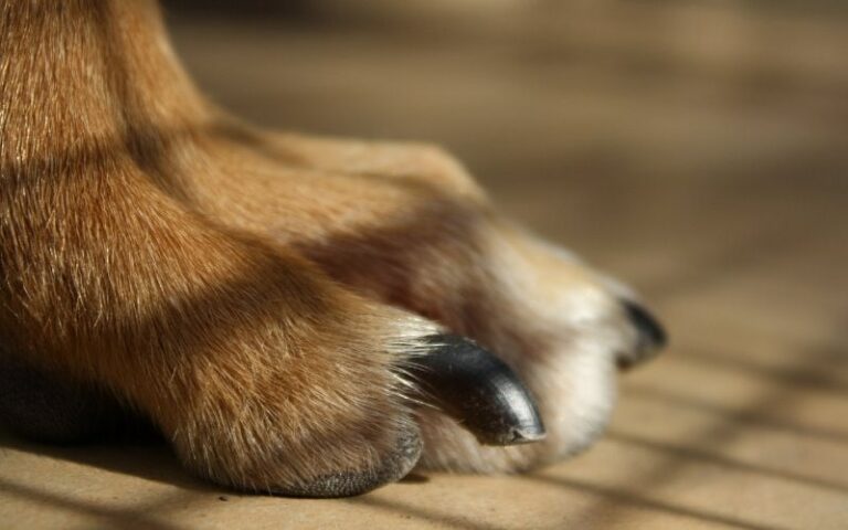 What to Do If Your Dog Breaks or Rips a Nail Off: Our Vet Answers ...