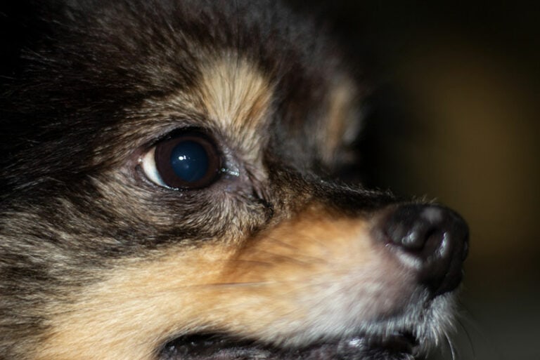 Why Are My Dog’s Eyes Red? 13 Vet Reviewed Reasons & What To Do ...
