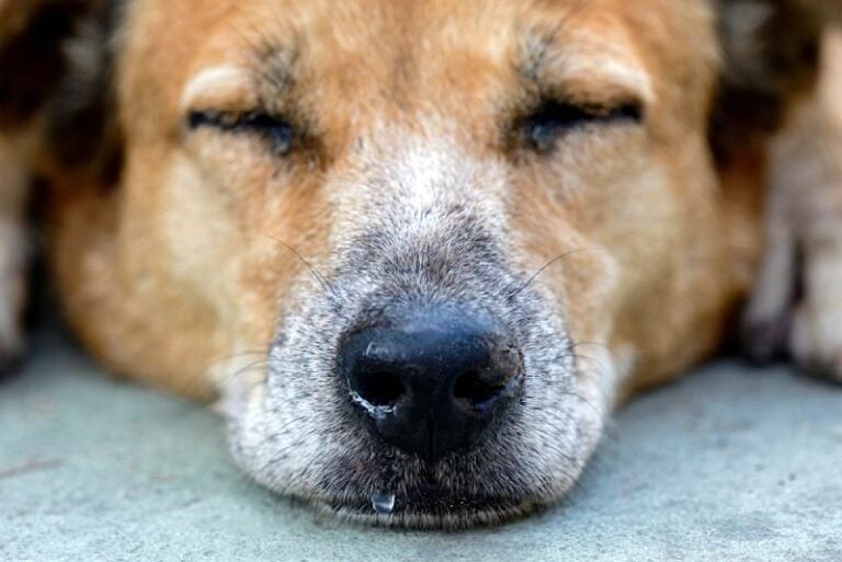 Do Dogs Have Nightmares? Vet-Reviewed Canine Sleep Facts & FAQ | Hepper ...