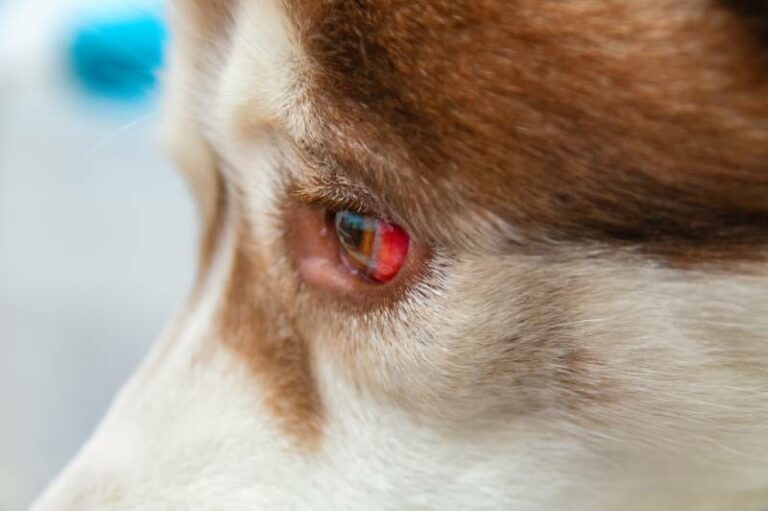 Why Are My Dog’s Eyes Red? 13 Vet Reviewed Reasons & What To Do ...