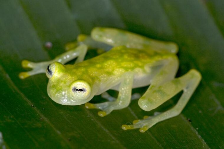 12 Glass Frog Facts (With Pictures) | Hepper Pet Resources
