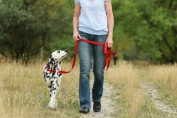 27 Designer Dog Leash Brands in 2026: Stylish & Luxury Options | Hepper ...