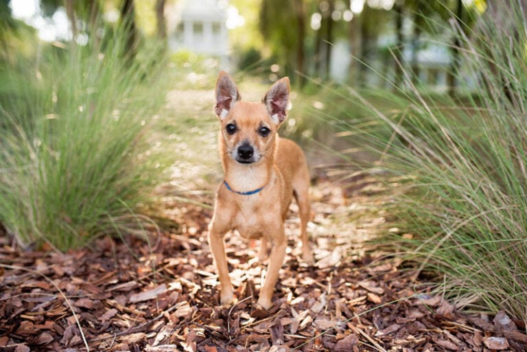 Deer Head Chihuahua: Facts, History & Origin (With Pictures) | Hepper ...