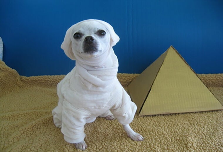 21 DIY Costumes for Dogs Plans You Can Make Today (With Pictures ...