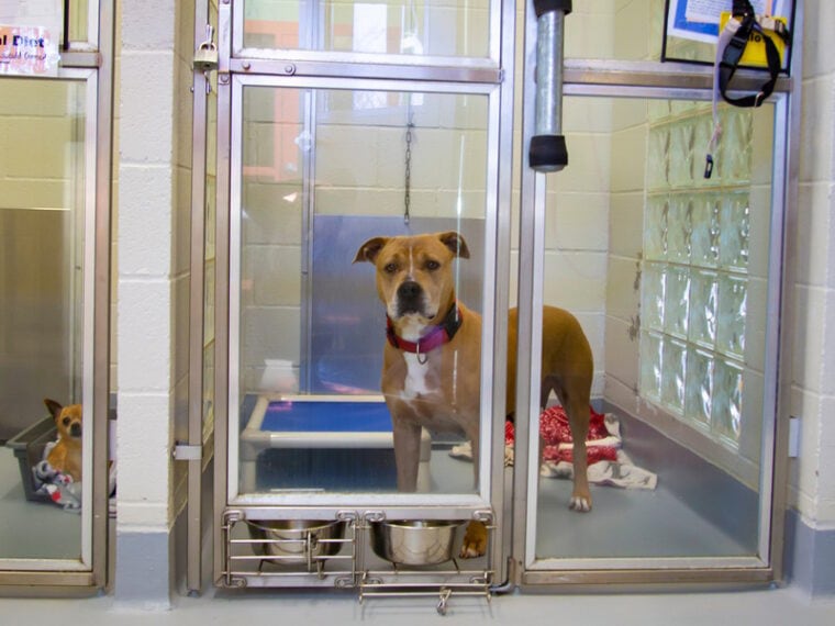 Pet Sitting vs Boarding: Pros, Cons & Differences Explained | Hepper ...