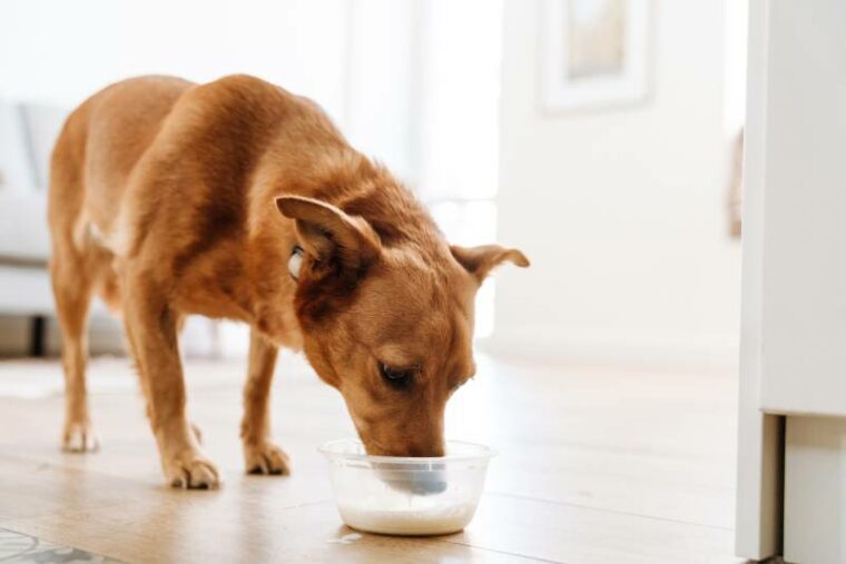 Goat Milk for Dogs: 9 Vet-Approved Benefits | Hepper Pet Resources