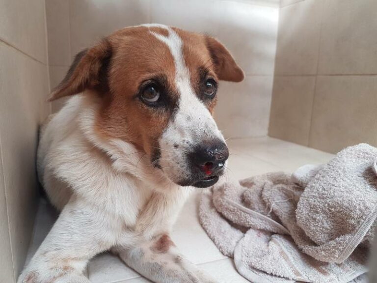 How to Treat a Bleeding Dog: Our Vet Explains First Aid & Emergency ...