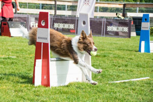 Flyball for Dogs 101: Info, Guide & How to Get Started | Hepper Pet ...