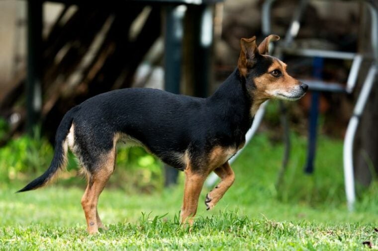 Green Lipped Mussels for Dogs: Vet Approved Benefits, Side Effects ...
