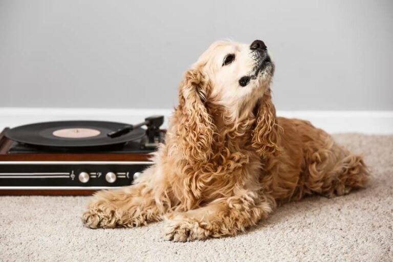 10 Calm Songs for Dogs to Relax Your Furry Friend (With Videos ...