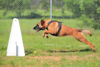 Flyball for Dogs 101: Info, Guide & How to Get Started | Hepper Pet ...