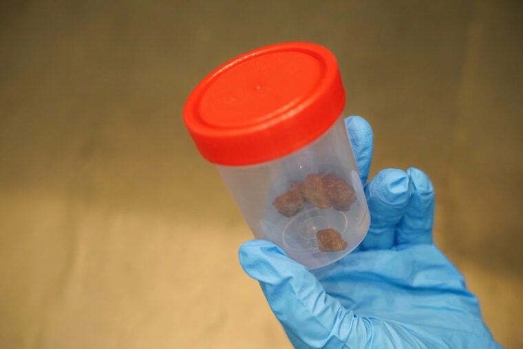 How Do Vets Get Stool Samples From Cats: Our Vet Answers | Hepper Pet ...