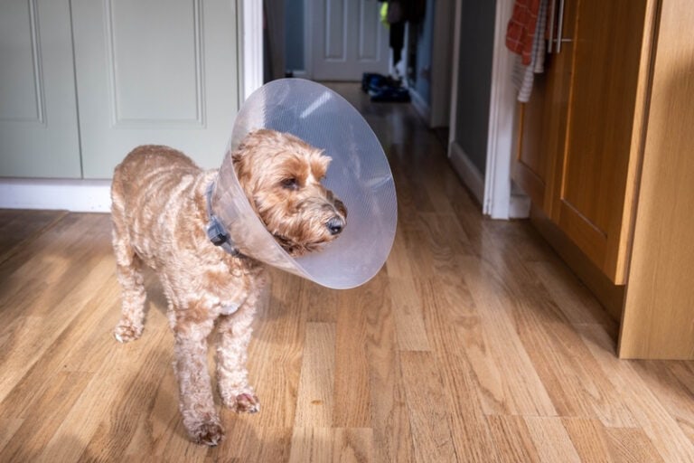 8 DIY Dog Cones You Can Make at Home (With Pictures) | Hepper Pet Resources