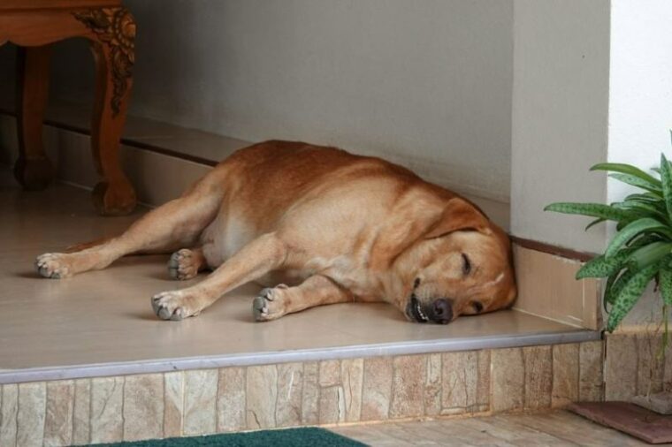 Why Is My Dog Falling Over? 15 Balance Loss Reasons (Vet Answer ...