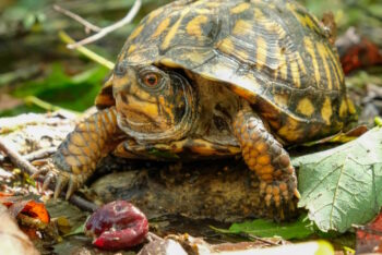 Can Turtles Eat Fruit? 12 Vet-Reviewed Nutritious Options | Hepper Pet ...