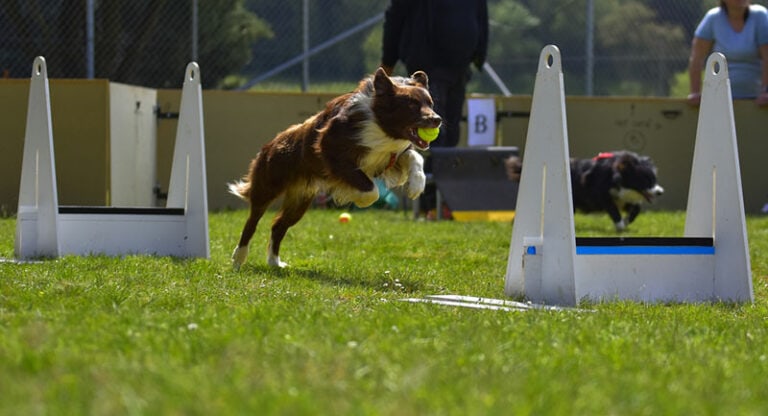 Flyball for Dogs 101: Info, Guide & How to Get Started | Hepper Pet ...