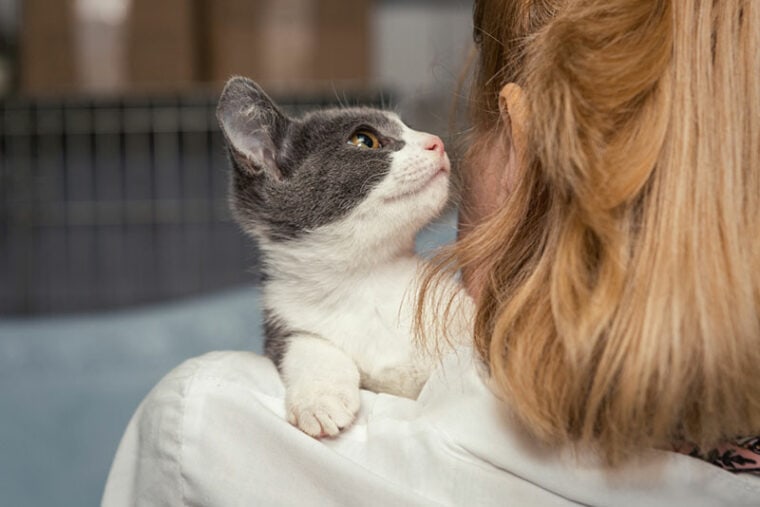How to Surrender a Cat: Critical Steps You Need to Know | Hepper Pet ...