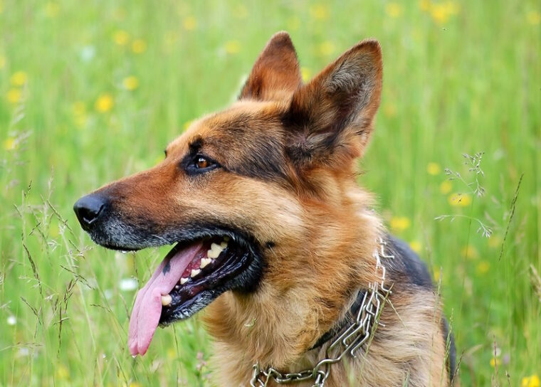 20 Best Guard Dogs: Breeds That Will Protect Your Family (With Pictures ...
