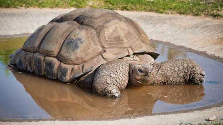 Do Tortoises Hibernate? Our Vet Explains (With Tips) | Hepper Pet Resources