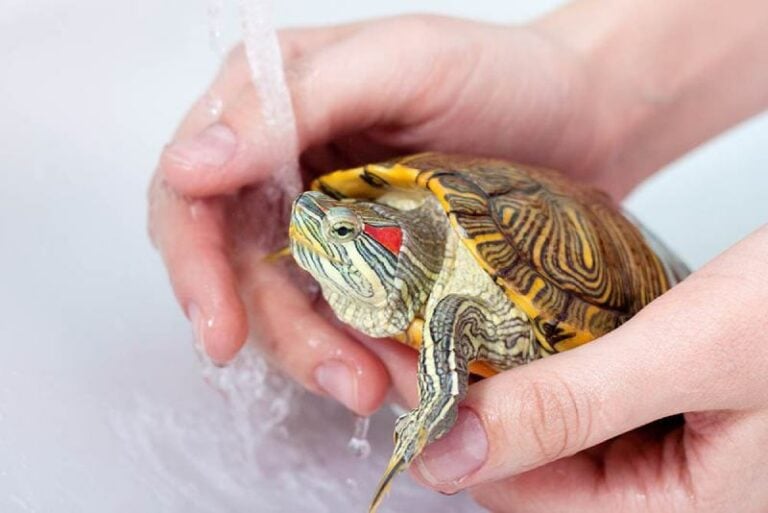 How to Clean a Turtle’s Shell: Vet-Reviewed Steps & Tips | Hepper Pet ...