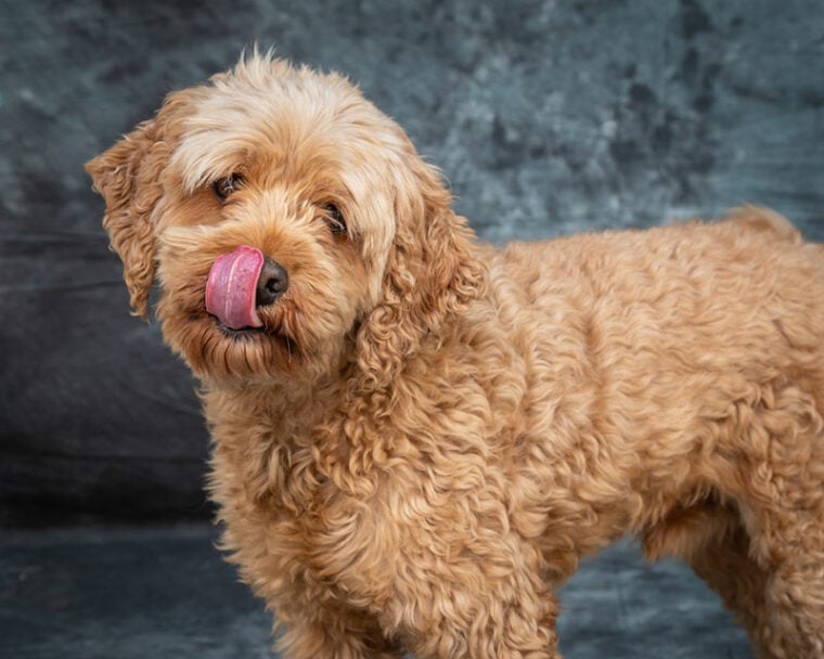 Do Dogs Have Taste Buds? Vet-Reviewed Facts & FAQ | Hepper Pet Resources