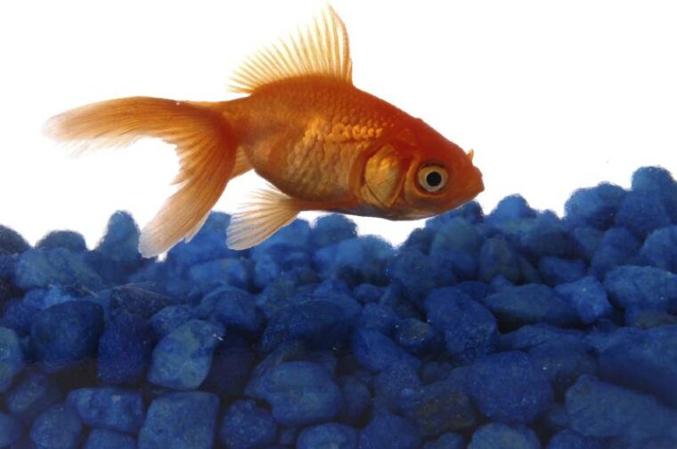 Why Do Goldfish Eat Rocks & Gravel? Vet-Reviewed Causes & Solutions ...